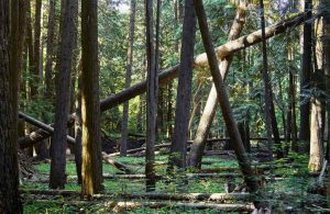 New Spectral Reflectance Sensors from DECAGON DEVICES,INC. – Bilmar ...